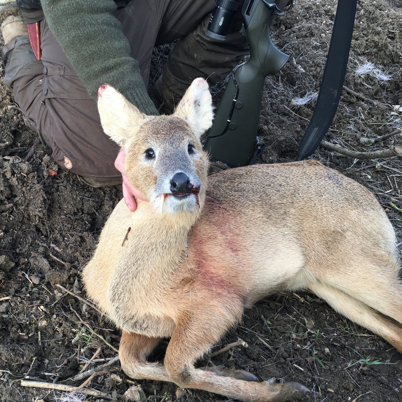 CWD CULLING (NORTH BUCKINGHAMSHIRE - NEAR MILTON KEYNES MK17) - CHINES ...